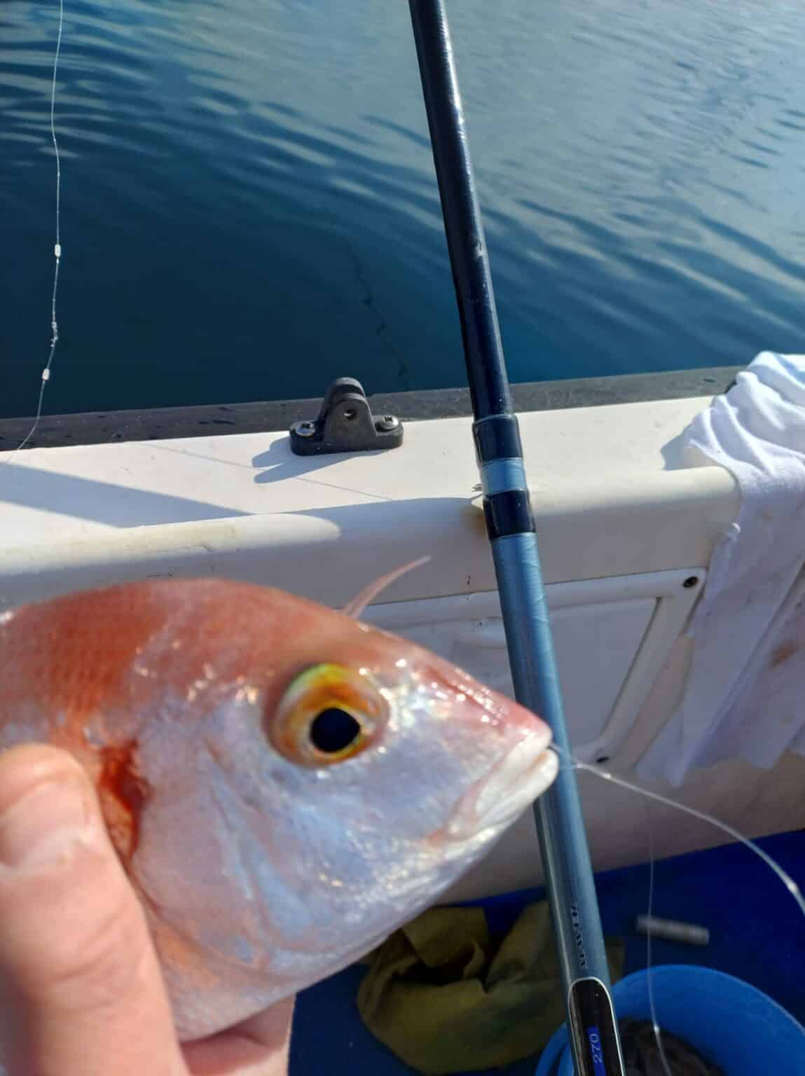 Come riconoscere il pesce fresco i consigli del pescatore